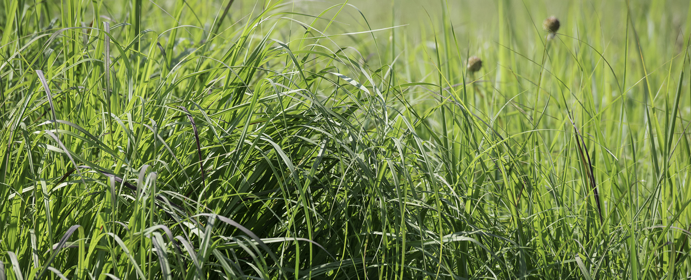 Related Links | Center for Native Grasslands Management