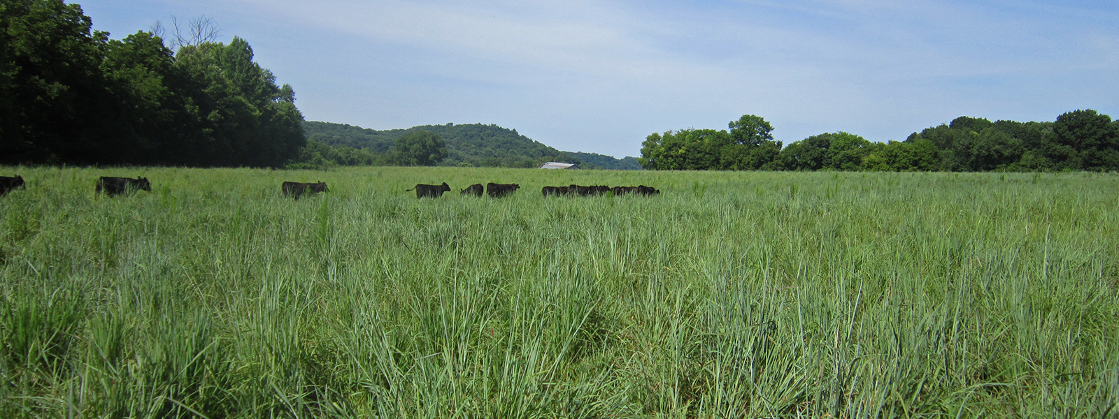 Projects | Center for Native Grasslands Management