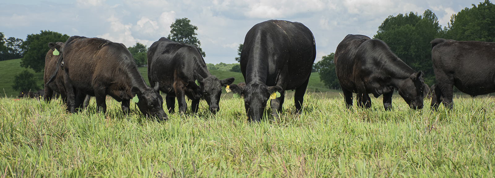 Center for Native Grasslands Management | Center for Native Grasslands ...