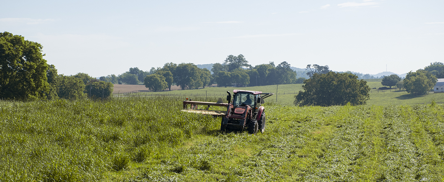 Native Grass Forages for the Eastern US | Center for Native Grasslands Management