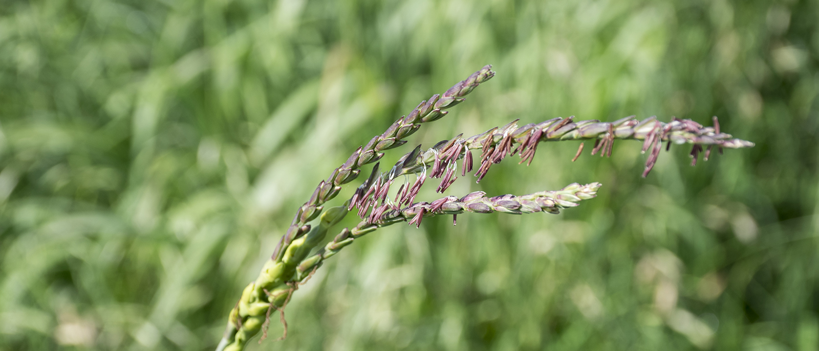 Articles & Publications | Center for Native Grasslands Management