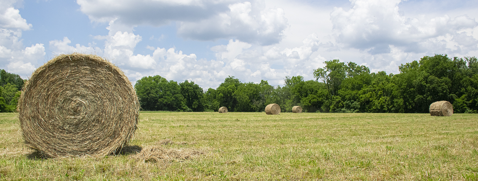 Managing Native Grass Forages | Center for Native Grasslands Management